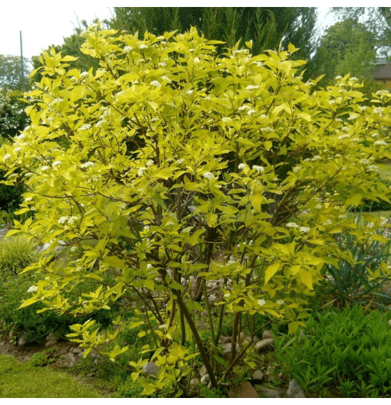 Дерен белый Ауреа (Cornus alba Aurea)P14 (Green Gold) купить в Гомеле ...